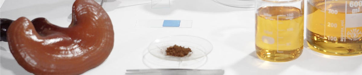 EveryTHING You Need To Know About Extraction Ratios in Mycotherapy ...