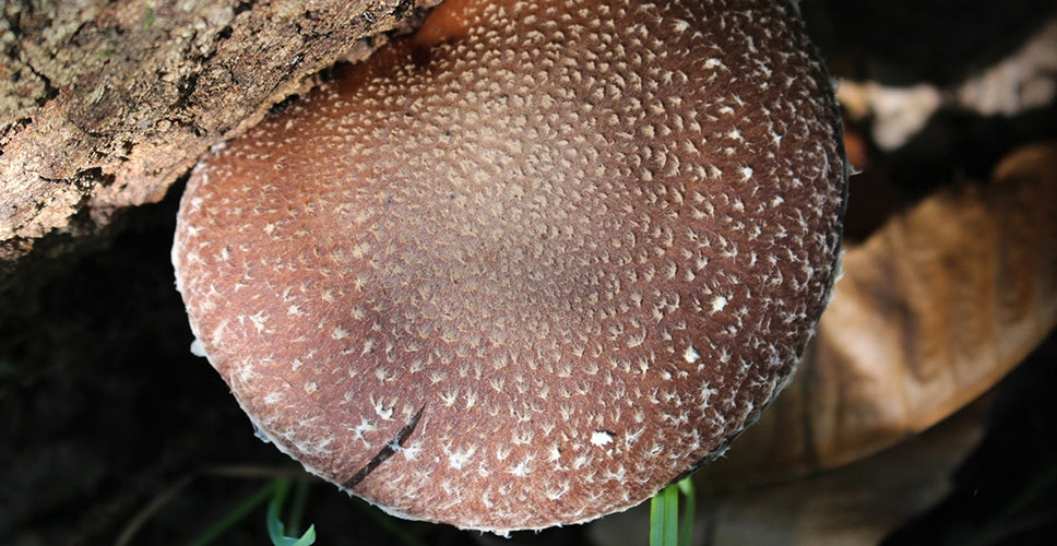 Lentinan, The Most Studied Beta-Glucan From Shiitake %% Sep ...