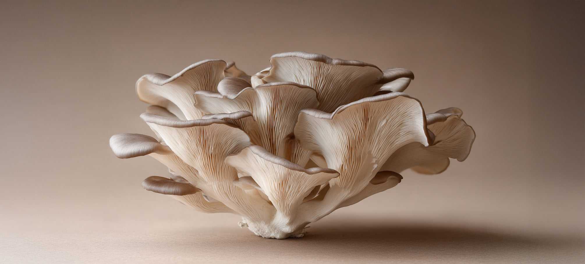 Seta de ostra Descubre sus nutrientes y propiedades | Hifas da Terra ...