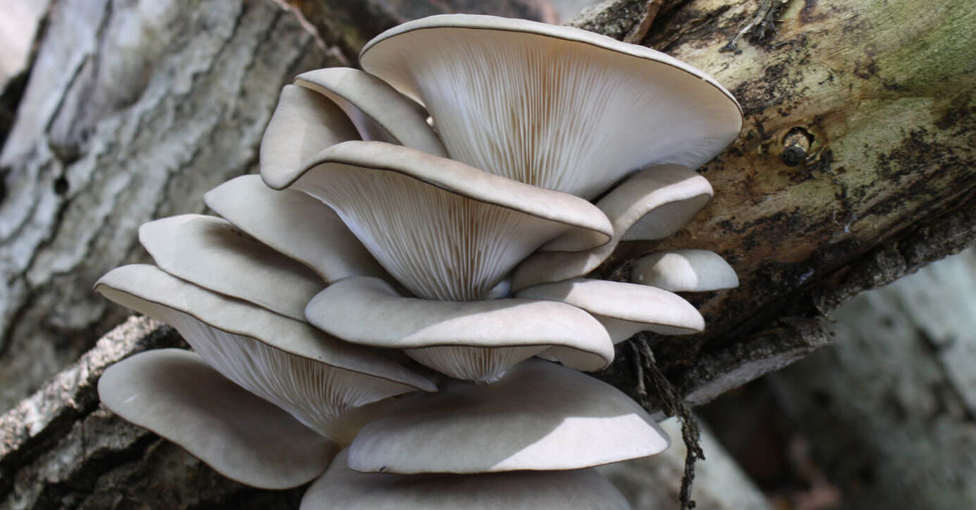 Seta de ostra Descubre sus nutrientes y propiedades | Hifas da Terra ...