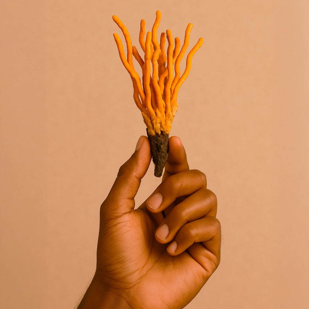 Hongo Cordyceps Nutrientes y propiedades | Hifas da Terra