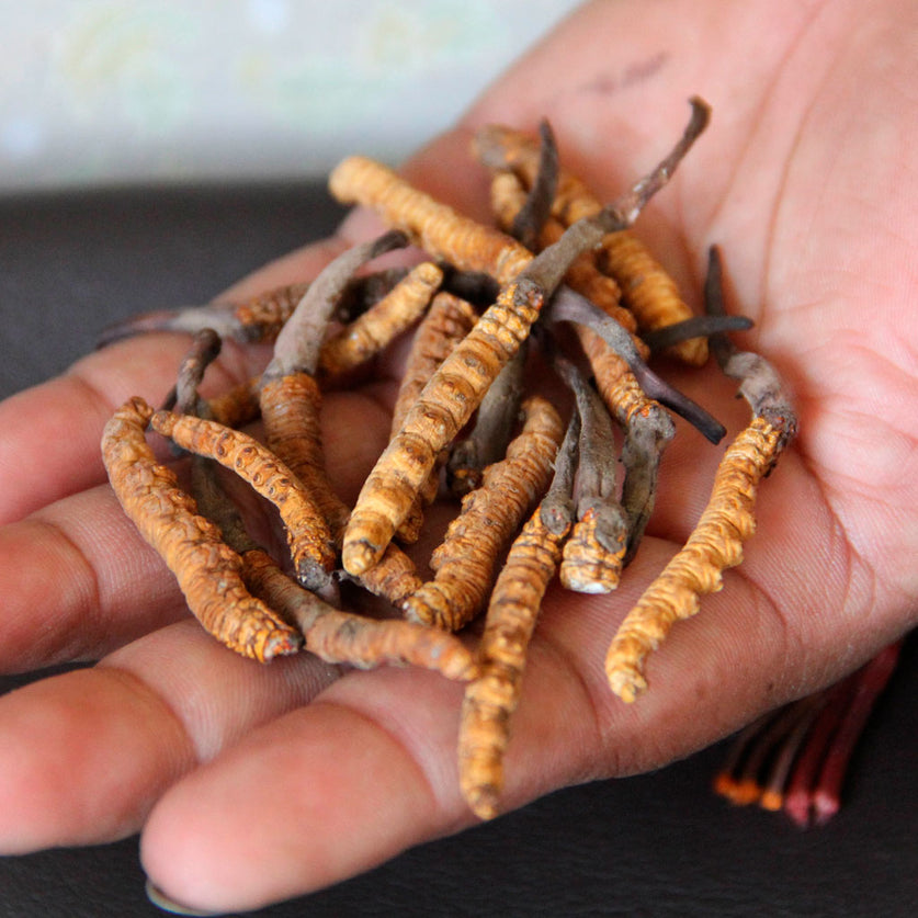 Hongo Cordyceps Nutrientes y propiedades | Hifas da Terra